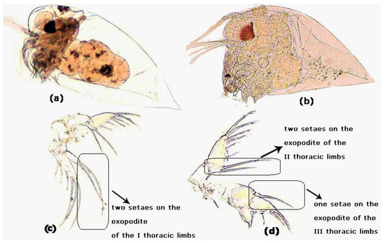 The First Record of Non-Indigenous Cladoceran Evadne nordmanni Lovén ...