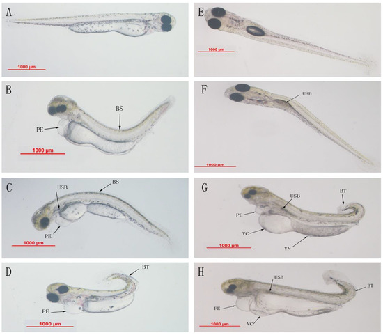 Assessment of Acute and Short-Term Developmental Toxicity of Mercury ...
