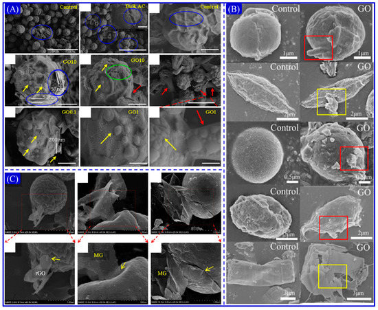 An Overview of Light-Mediated Impact of Graphene Oxide on Algae: Photo ...