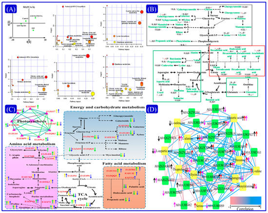 An Overview of Light-Mediated Impact of Graphene Oxide on Algae: Photo ...