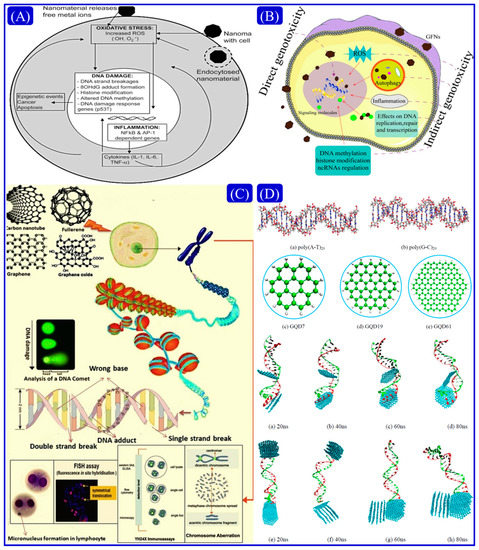 An Overview of Light-Mediated Impact of Graphene Oxide on Algae: Photo ...