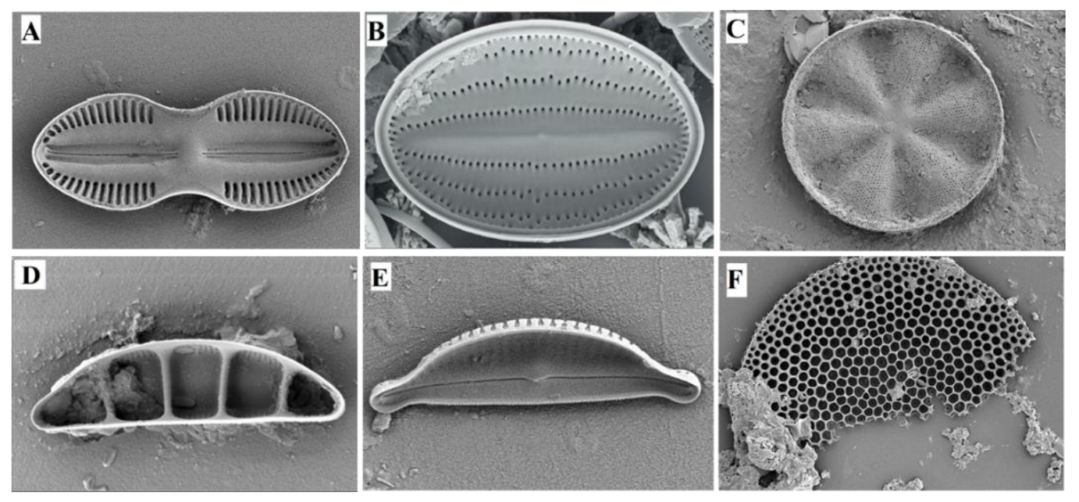 Effect of Seawater and Surface-Sediment Variables on Epipelic Diatom ...