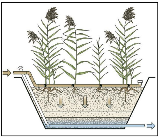 Constructed Wetlands as a Solution for Sustainable Sanitation: A ...