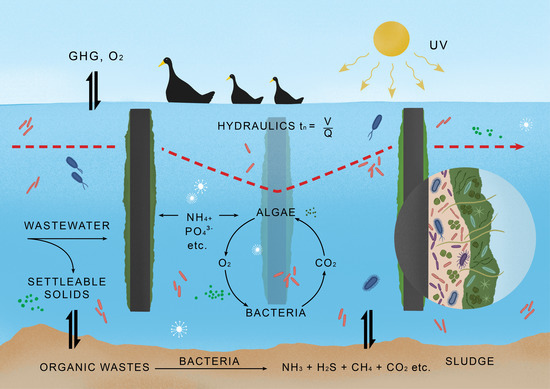 Water | Free Full-Text | Effect of Attached Growth on Treatment ...