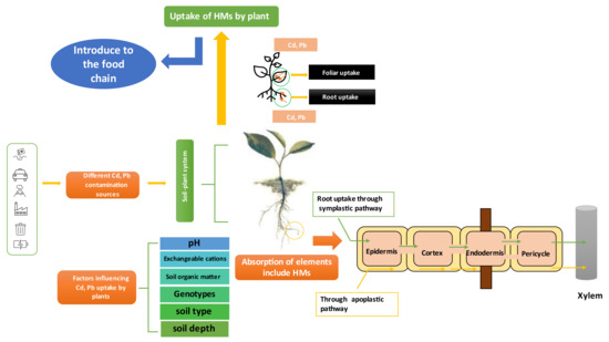 A Review on Cadmium and Lead Contamination: Sources, Fate, Mechanism ...