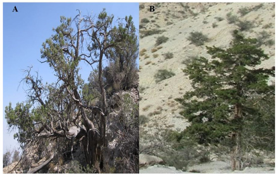 Distribution and Physiology of Juniperus seravschanica Trees in the ...