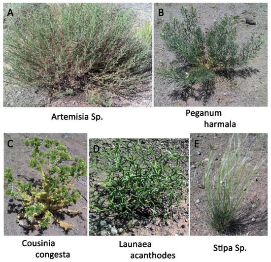 Phytoremediation Potential of Native Hyperaccumulator Plants Growing on ...