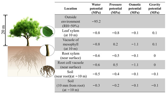 Revisiting Soil Water Potential: Towards a Better Understanding of Soil and Plant Interactions