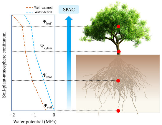 Revisiting Soil Water Potential: Towards a Better Understanding of Soil ...