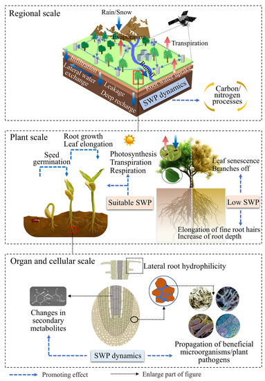 Revisiting Soil Water Potential: Towards a Better Understanding of Soil ...