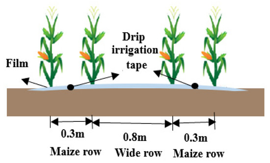 Optimal Irrigation Levels Can Improve Maize Growth, Yield, and Water ...