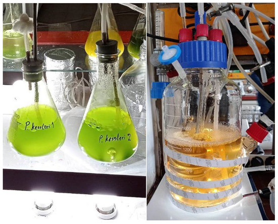 Mathematical Modeling of Microalgal Growth during Anaerobic Digestion ...