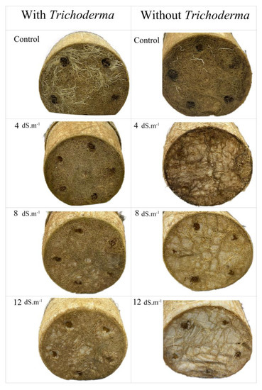 Effect of Using Trichoderma spp. on Turfgrass Quality under Different Levels of Salinity