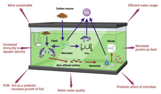 Water | Free Full-Text | Microbial Interactions, Growth, and Health of ...