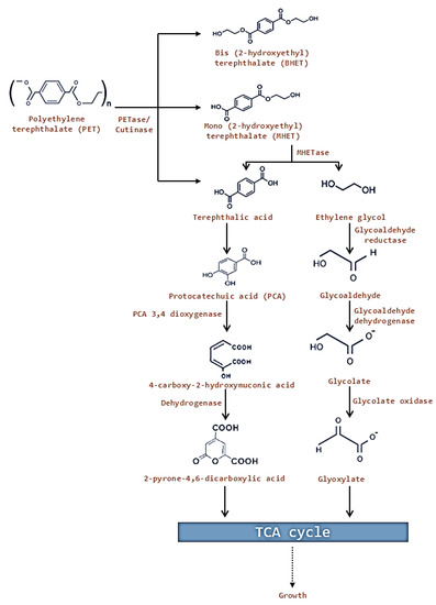 Microplastic Accumulation and Degradation in Environment via ...