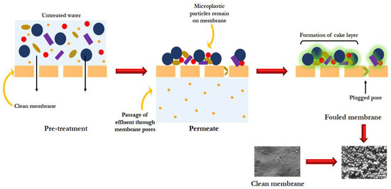 Microplastics in the Ecosystem: An Overview on Detection, Removal ...