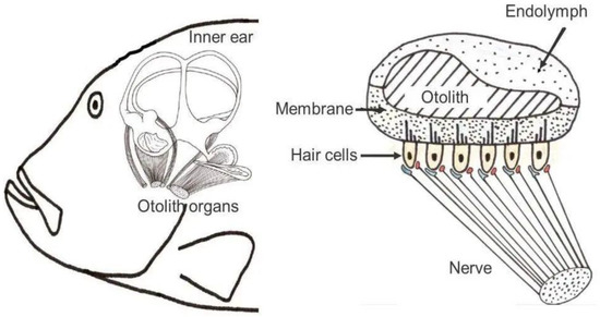 Research on the Acoustic Conditioning Taming on Fish and Application in ...