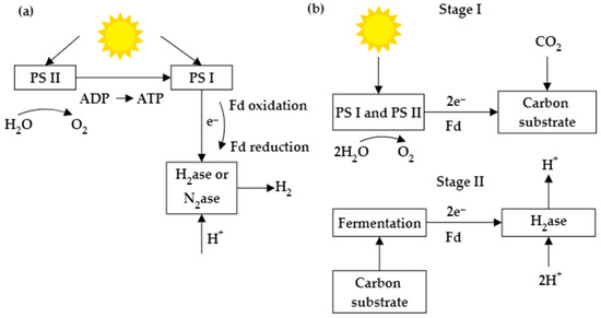 Water | Free Full-Text | BioH2 Production Using Microalgae: Highlights ...