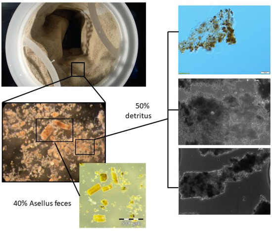(Micro)Biological Sediment Formation in a Non-Chlorinated Drinking ...