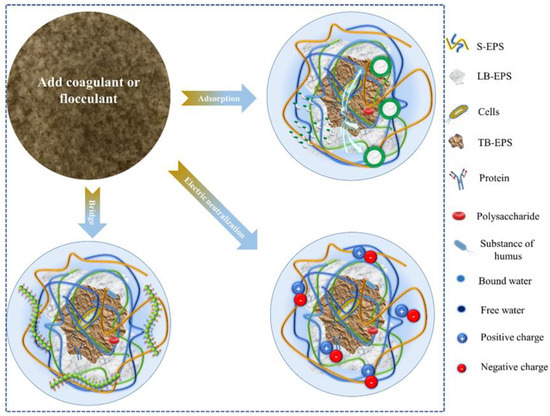 Advances in Chemical Conditioning of Residual Activated Sludge in China