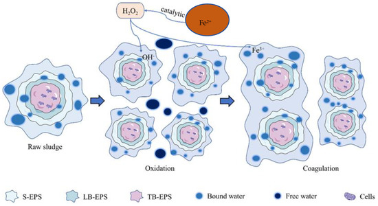 Advances in Chemical Conditioning of Residual Activated Sludge in China