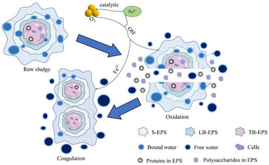Advances in Chemical Conditioning of Residual Activated Sludge in China