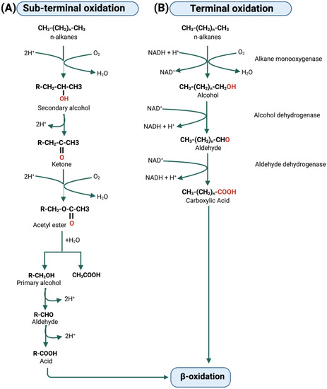 Water | Free Full-Text | Recent Advances in Bacterial Degradation of ...