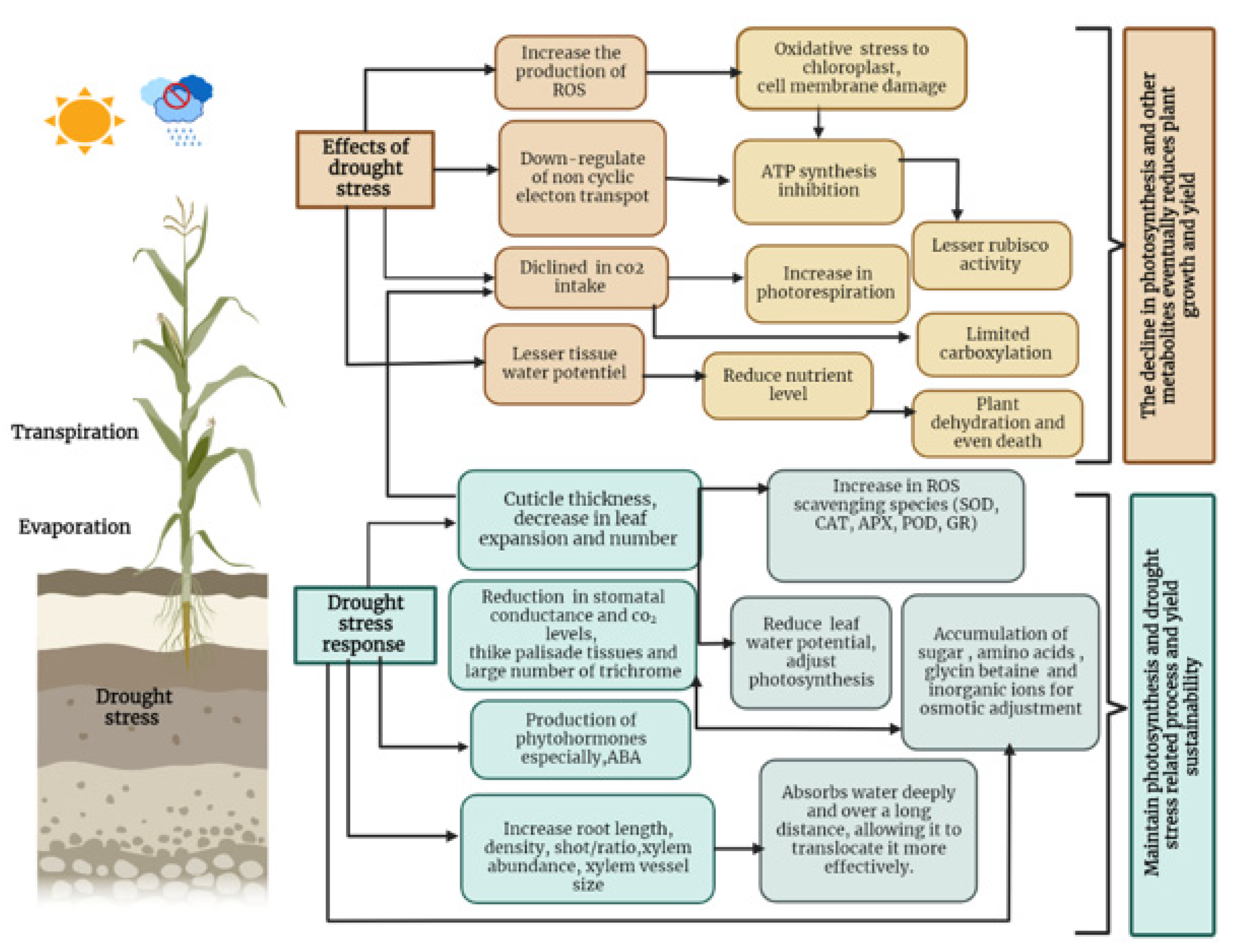 Water | Free Full-Text | Plant Growth-Promoting Rhizobacteria (PGPR): A Rampart against the ...