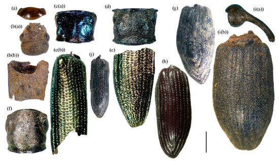 Wetlands in the Pleistocene Steppe-Tundra Landscapes of Beringia, Their ...