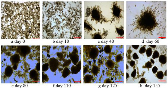 Results of Adding Sludge Micropowder for Microbial Structure and ...