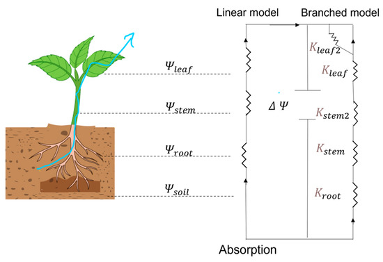 Hydrotropism: Understanding the Impact of Water on Plant Movement and ...