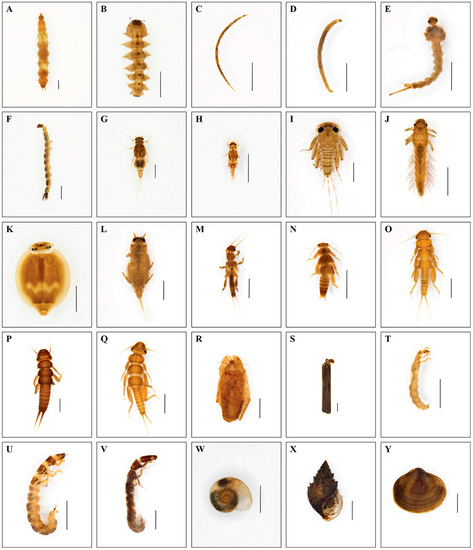 Benthic Macroinvertebrate Communities in Wadeable Rivers and Streams of ...