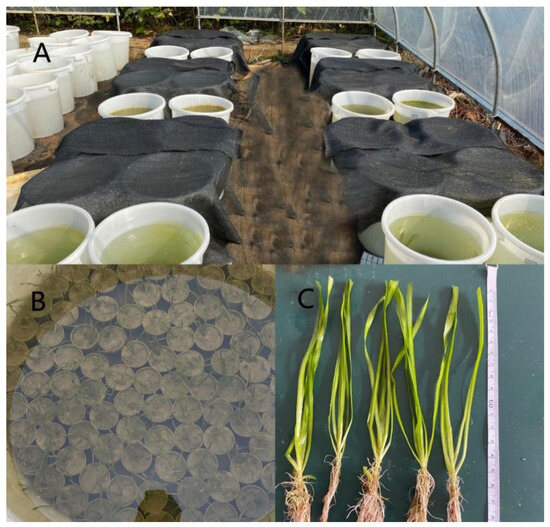 Treatment of Black-Odorous Water Using Submerged Plants: The ...