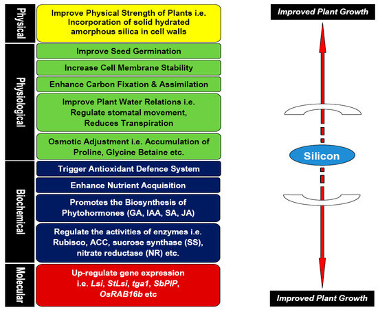 Silicon Nutrition in Plants under Water-Deficit Conditions: Overview ...