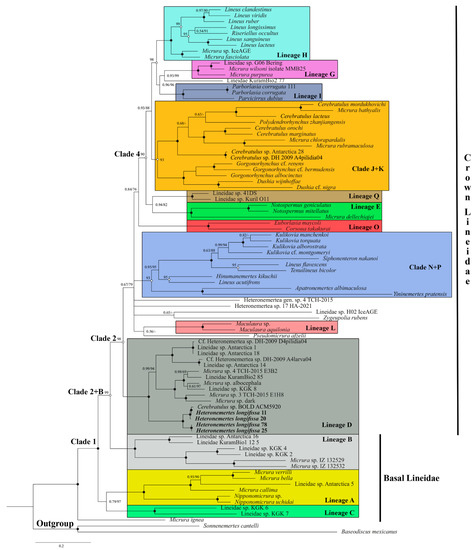 Distribution and Phylogenetic Position of the Antarctic Ribbon Worm ...