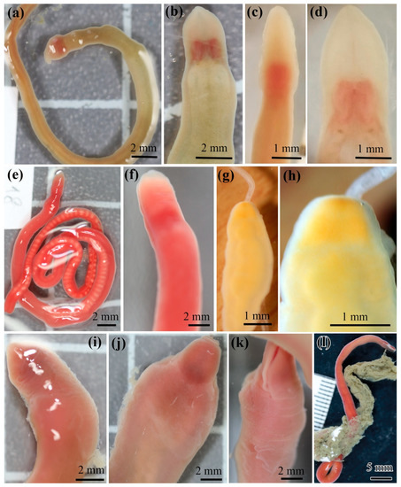 Distribution and Phylogenetic Position of the Antarctic Ribbon Worm ...