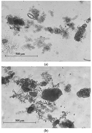 Continuous-Flow Aerobic Granular Sludge Treatment of Dairy Wastewater