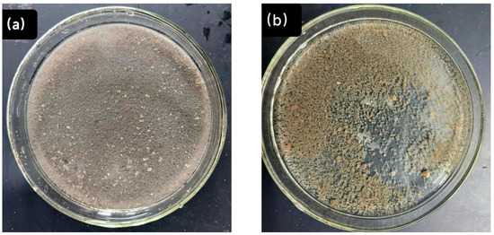 Effect of Sulfur Autotrophic Denitrification Sludge on the Start-Up ...