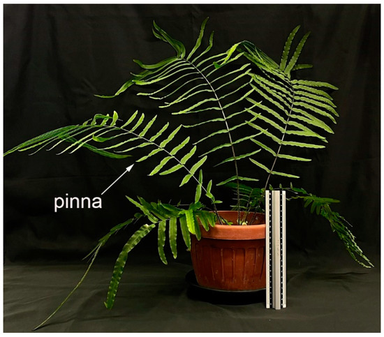 Multi-Analytical Approach to Evaluate Elements and Chemical Alterations ...