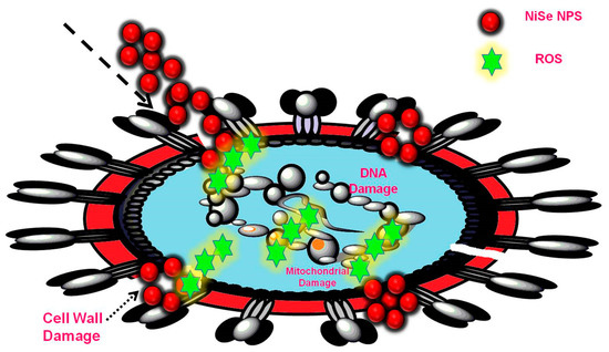 Water | Free Full-Text | Antibacterial and Photocatalytic Dye Degradation Activities of Green ...