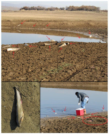 Ecological Interdependence of Pollution, Fish Parasites, and Fish in ...