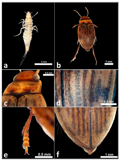 Macrozoobenthos Structure and Dynamics in a Mediterranean Hypersaline Ecosystem with ...