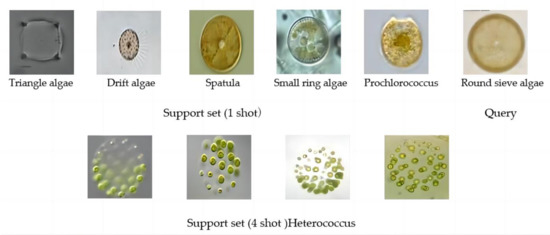 Multiscale Local Feature Fusion: Marine Microalgae Classification for Few-Shot Learning