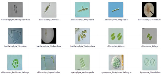 Multiscale Local Feature Fusion: Marine Microalgae Classification for Few-Shot Learning