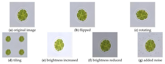 Multiscale Local Feature Fusion: Marine Microalgae Classification for Few-Shot Learning