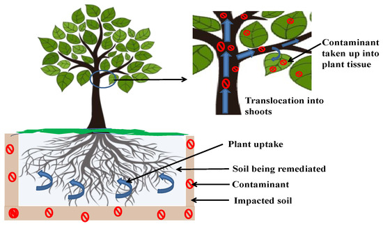 Phytoremediation Prospects for Restoration of Contamination in the ...