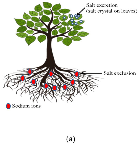 Water | Free Full-Text | Phytoremediation Prospects for Restoration of ...