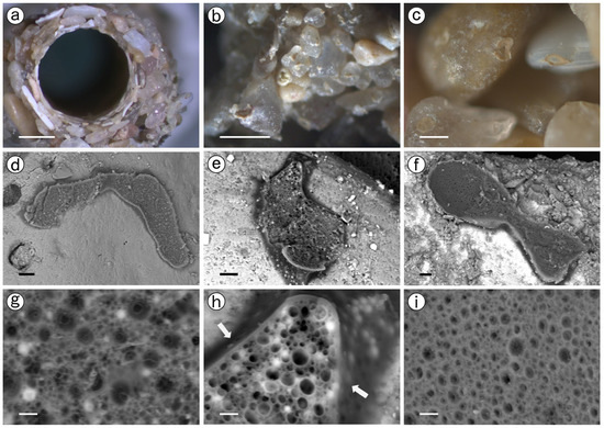 Elemental Fractionation in Sabellariidae (Polychaeta) Biocement and ...