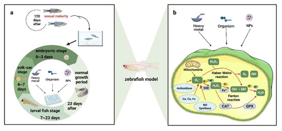 Research Progress of Zebrafish Model in Aquatic Ecotoxicology