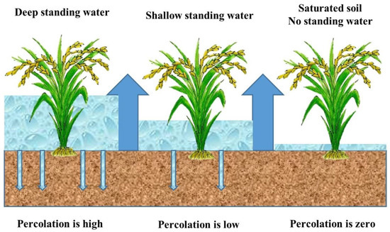 Water | Free Full-Text | Maximizing Water Use Efficiency in Rice ...